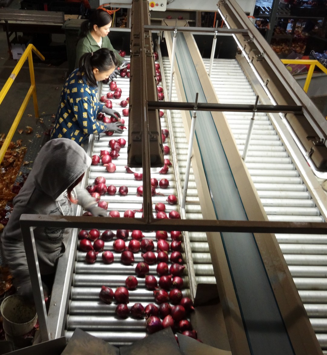 Inside Our Onions Wholesale Packing Shed